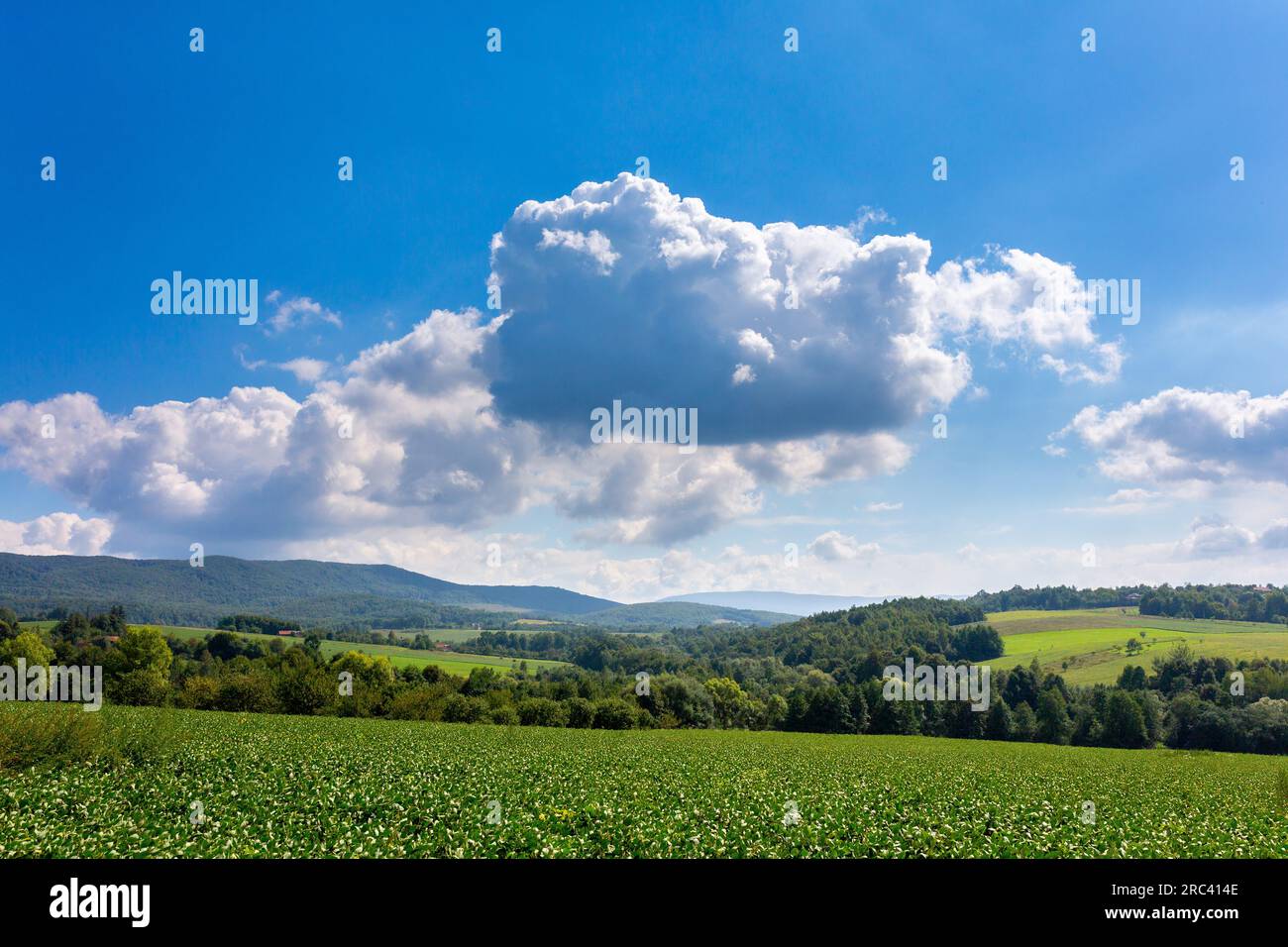 Soybean grows on field hi-res stock photography and images - Alamy