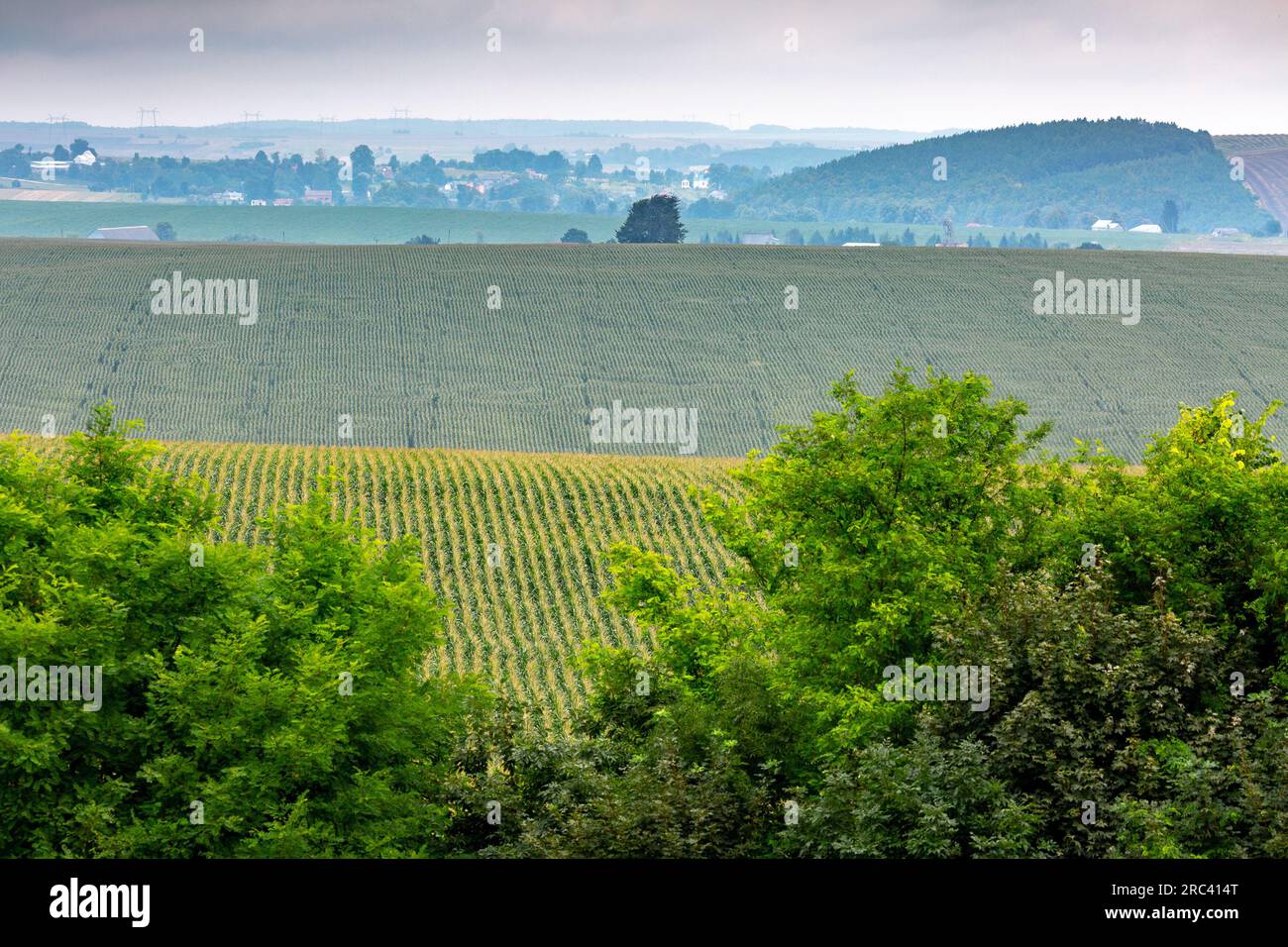 A huge farm field planted with corn. The culture grew well over the ...