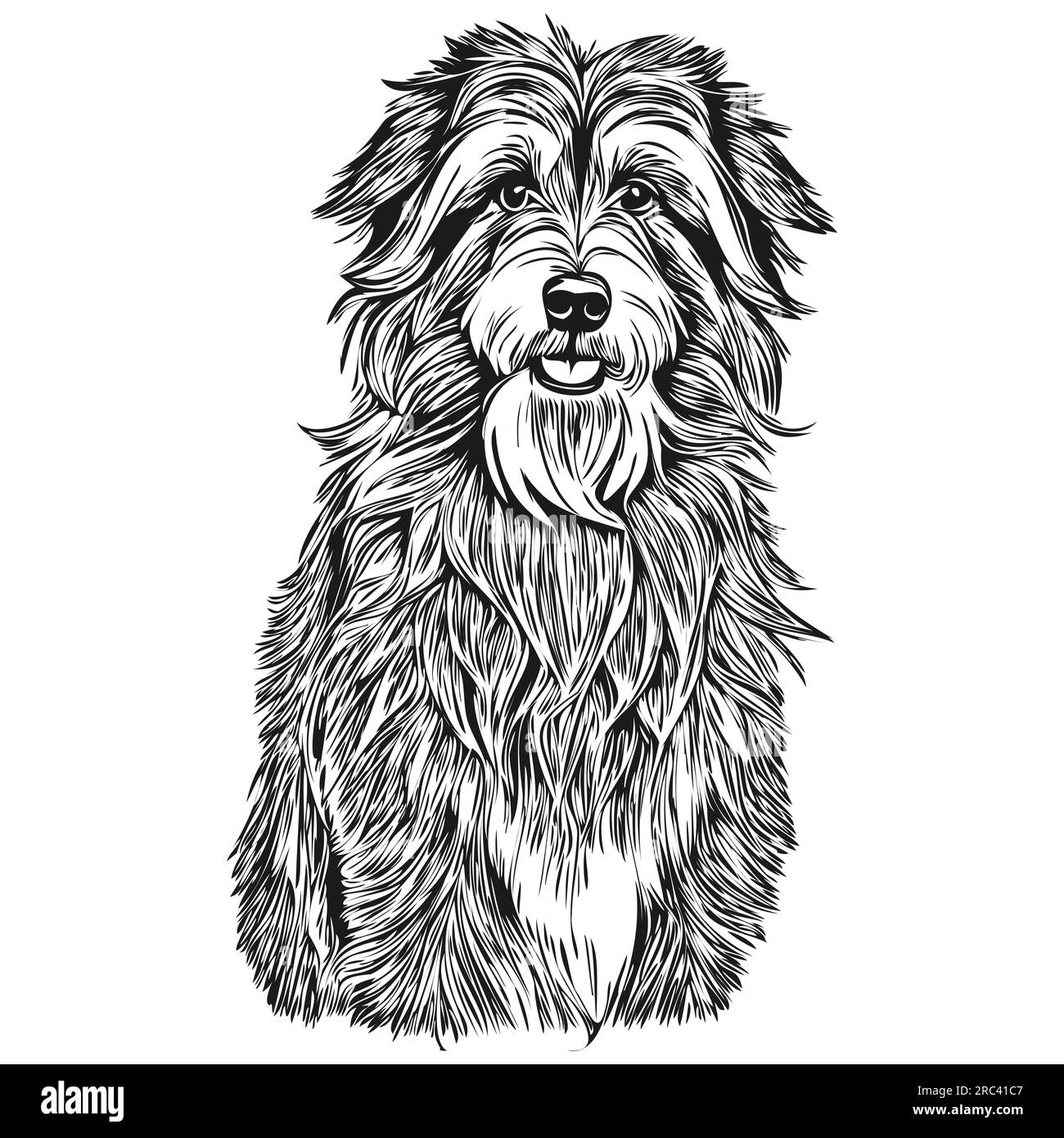 Bearded collie face Stock Vector Images - Alamy