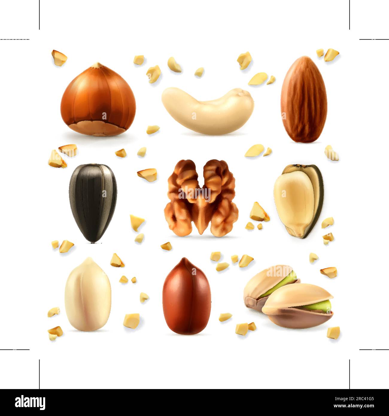 Agriculture cashew nut cashew nuts Stock Vector Images - Alamy
