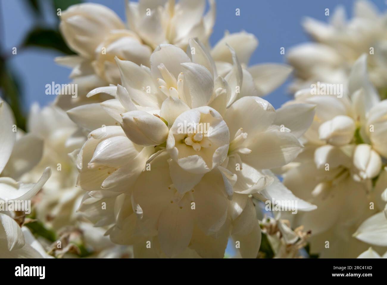 Rain drops with the sand on white flowers of Yucca Rostrata or Beaked ...