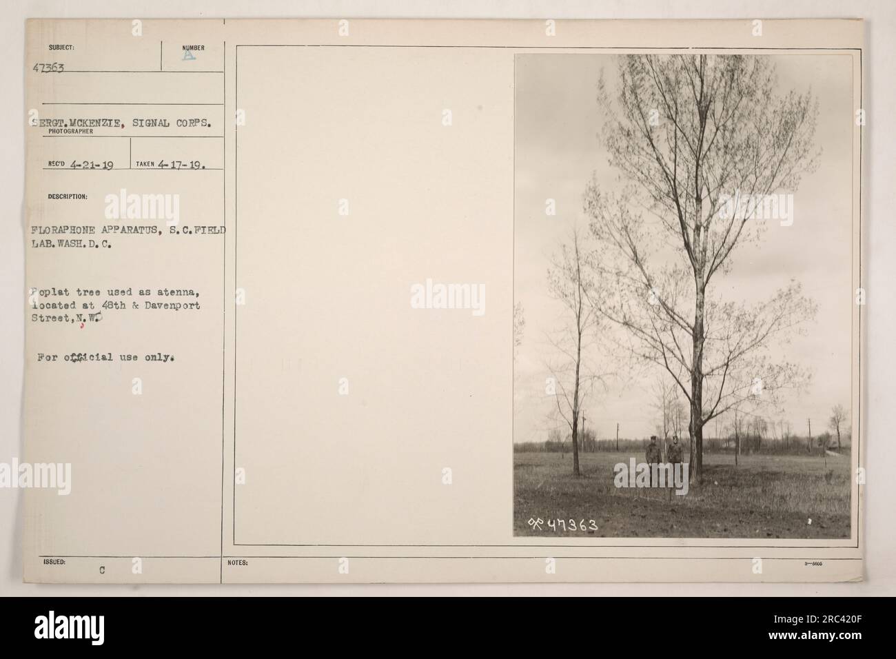 Poplar tree as antenna hi-res stock photography and images - Alamy