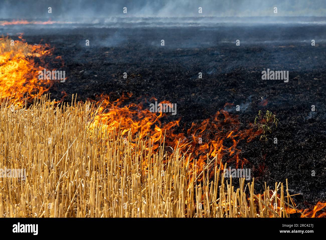 Wildfire on wheat field stubble after harvesting near forest. Burning ...