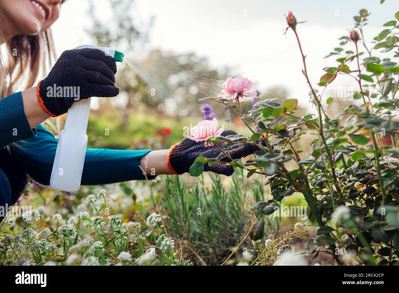 Diseases of roses hi-res stock photography and images - Alamy