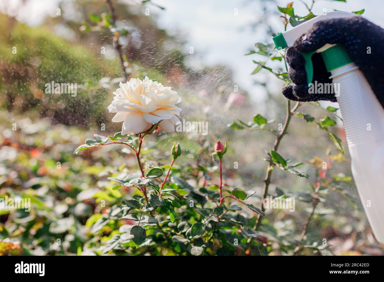 Gardener applies fertilizer on flowering rose. Spraying rose with ...