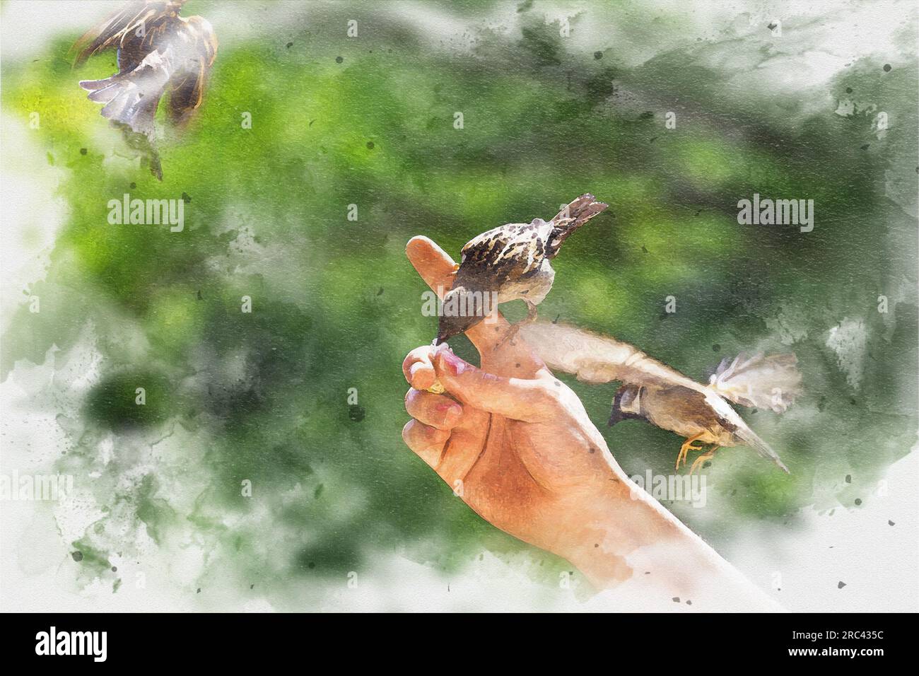 Bird feeding. A digital painting of sparrows glide and cling to a man's ...