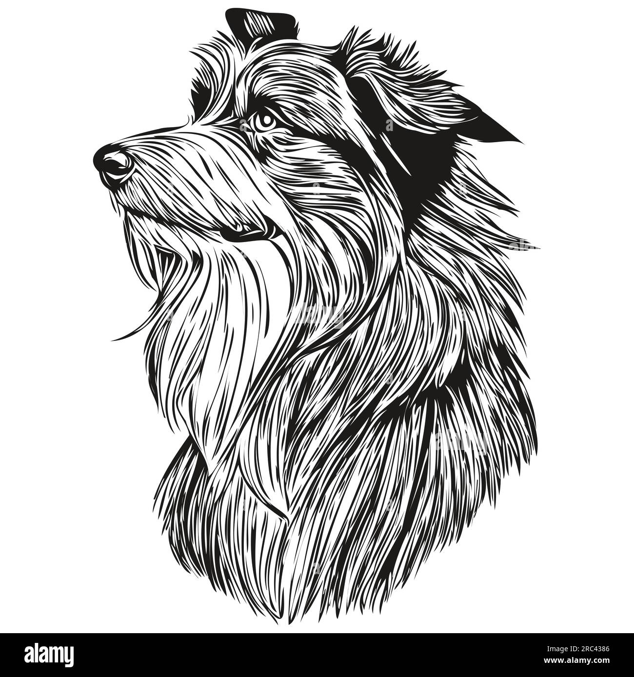 Bearded collie face Stock Vector Images - Alamy