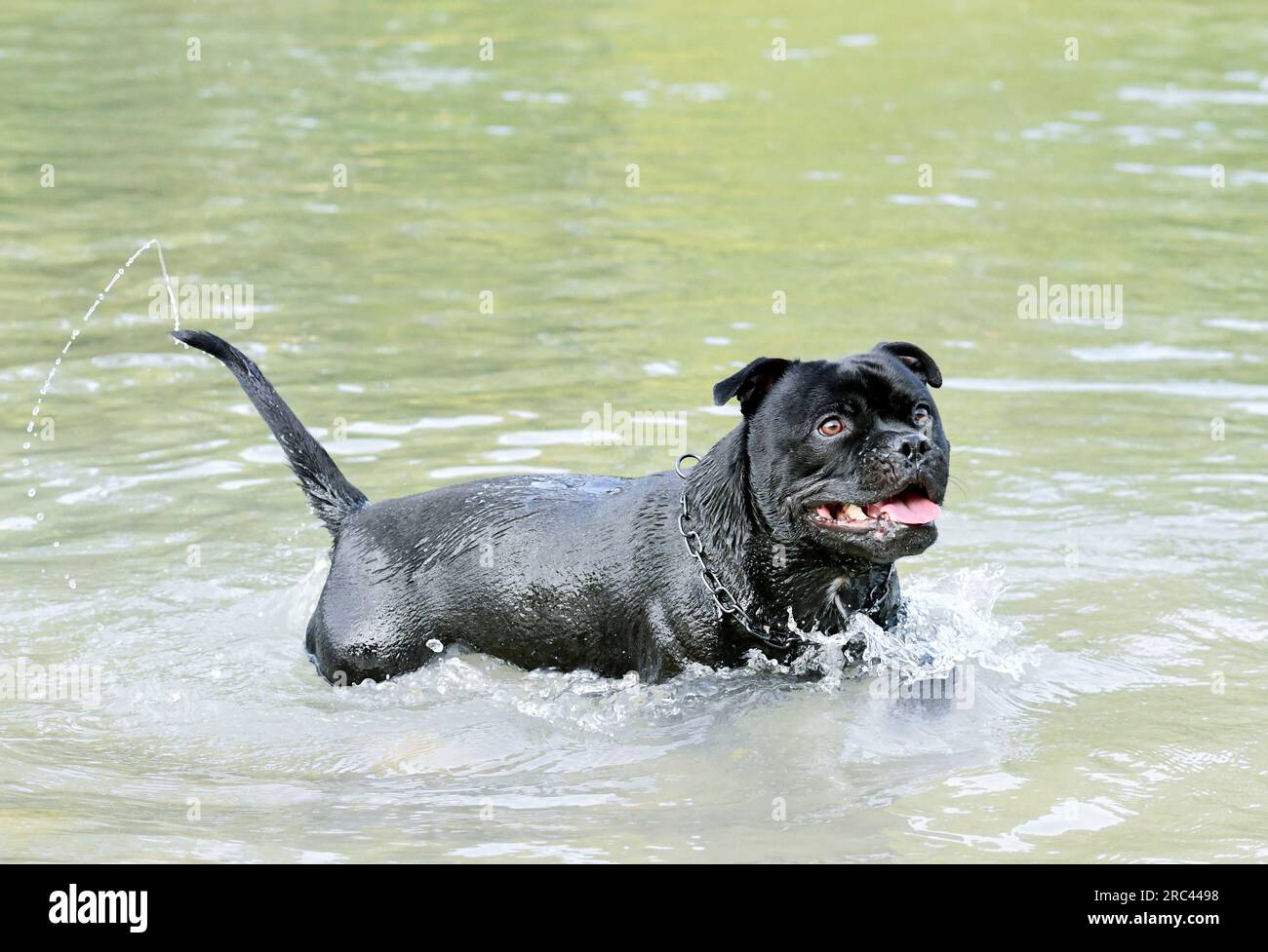 Young staffie hi-res stock photography and images - Alamy