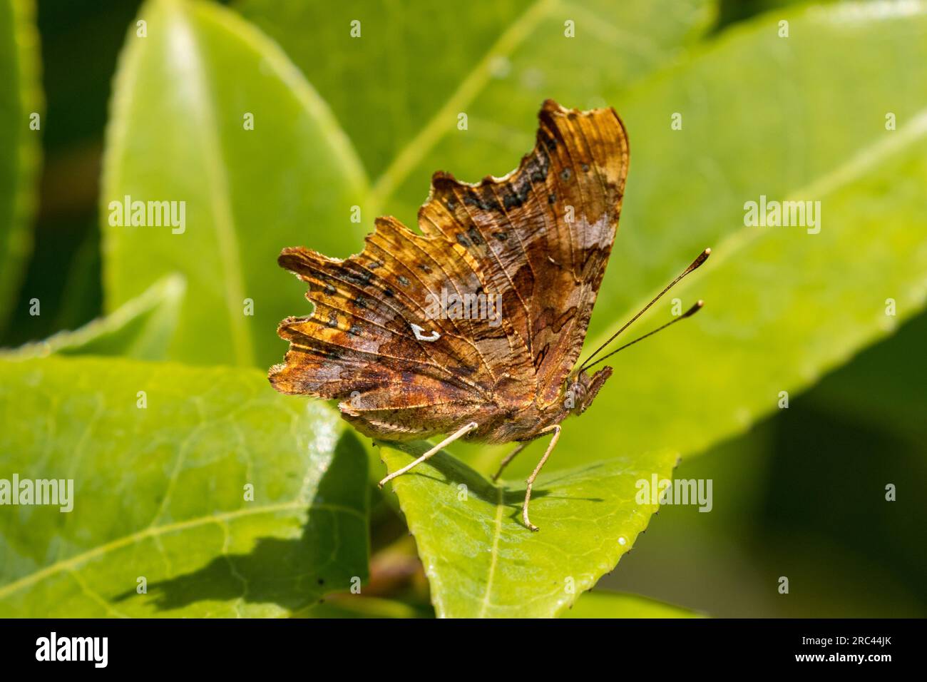 Comma butterfly (Polygonia c-album) Sussex, UK Stock Photo - Alamy