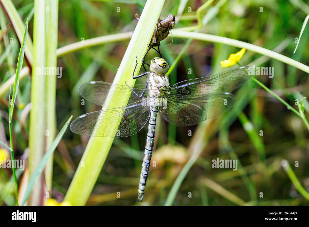 Southern hawker dragonfly, Aeshna cyanea, UK Stock Photo - Alamy