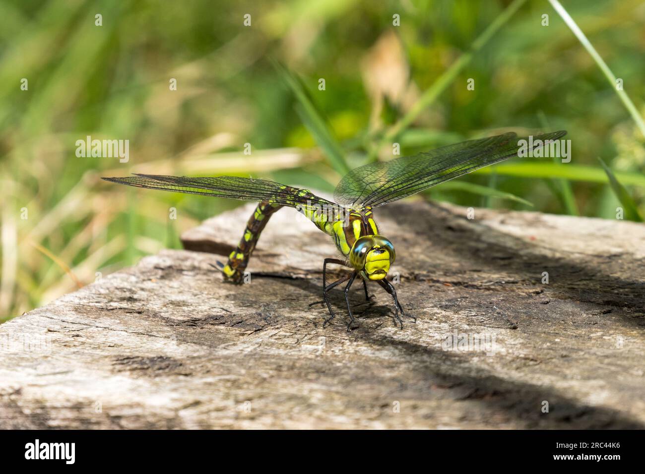 Southern hawker dragonfly, Aeshna cyanea, laying eggs, known as ...