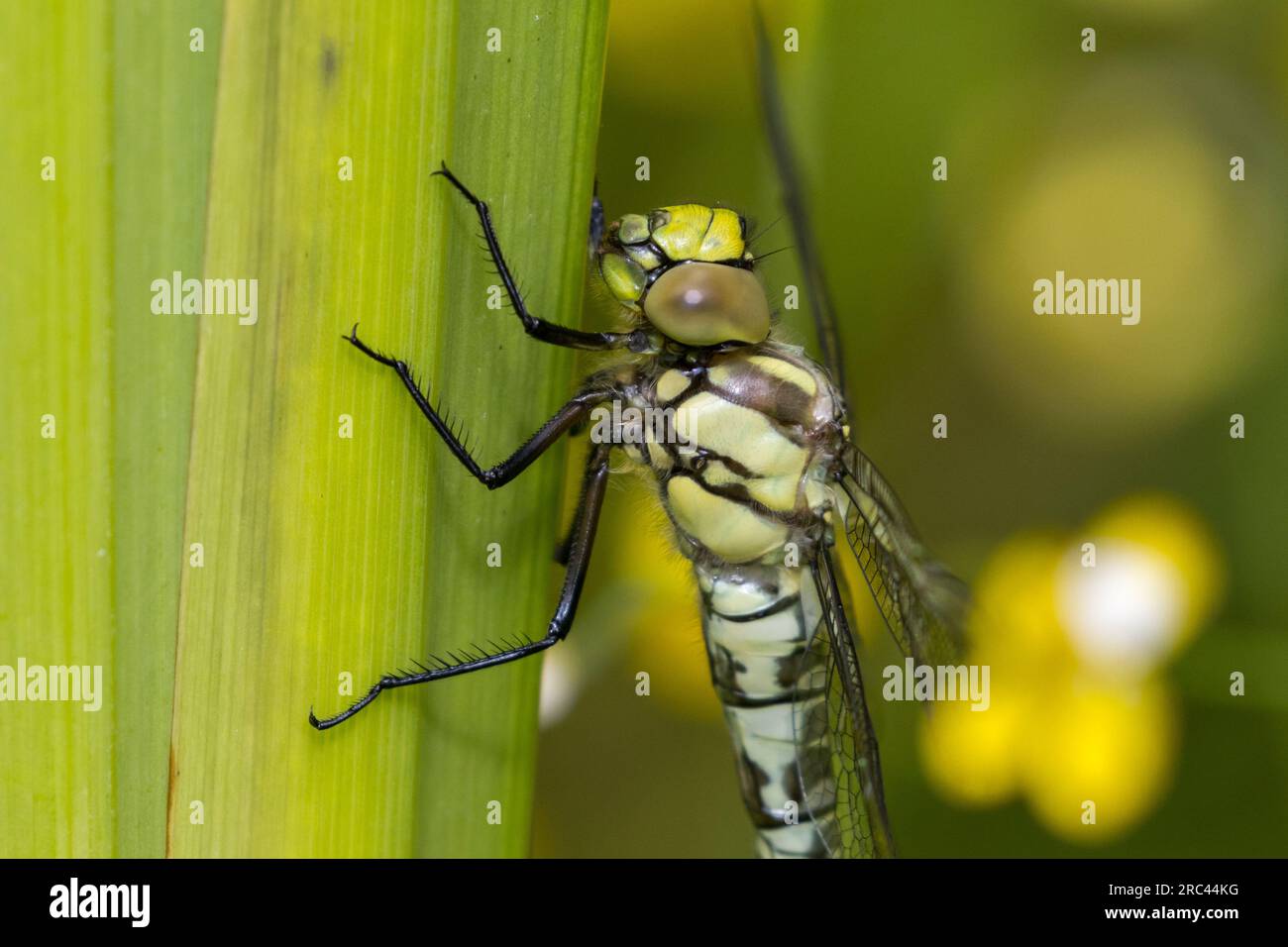Southern hawker dragonfly, Aeshna cyanea, UK Stock Photo - Alamy