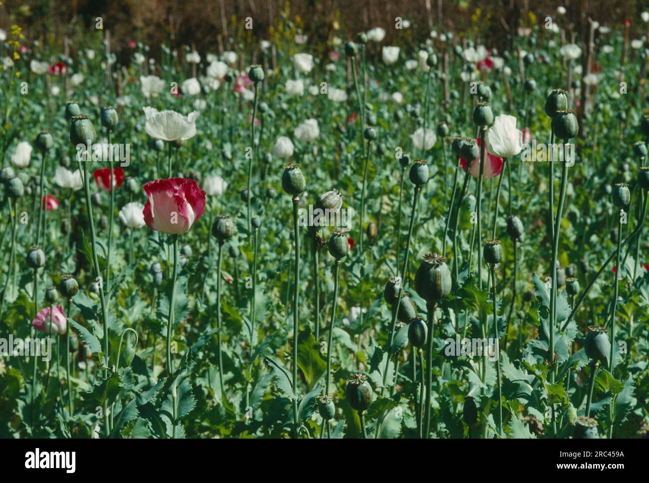 Thailand, North, Opium poppy field in The Golden Triangle Stock Photo ...