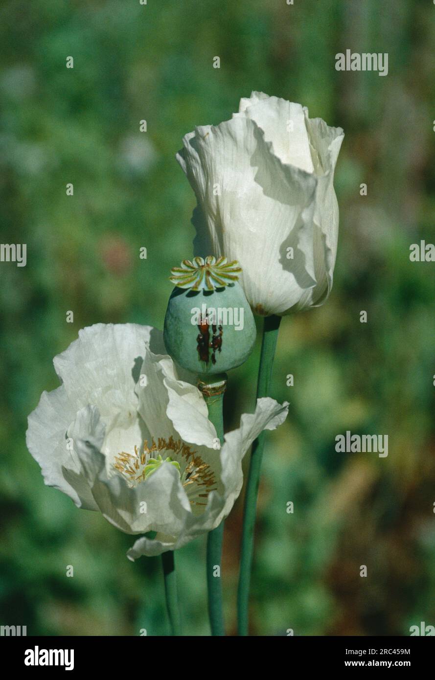 Thailand, North, Opium poppy field in The Golden Triangle Stock Photo ...
