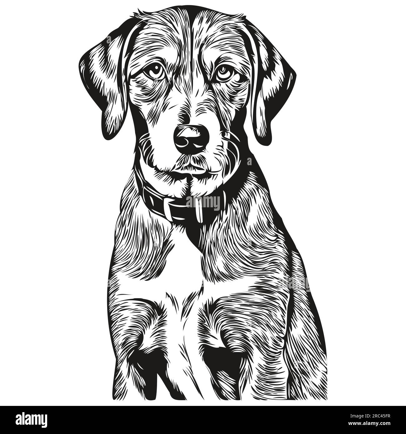 Bluetick Coonhound Treeing Drawing