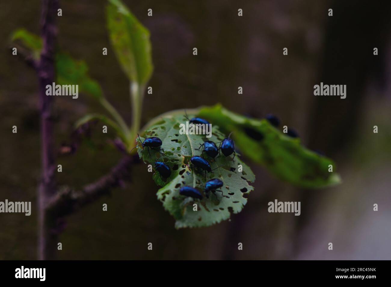 Eating insects hi-res stock photography and images - Alamy