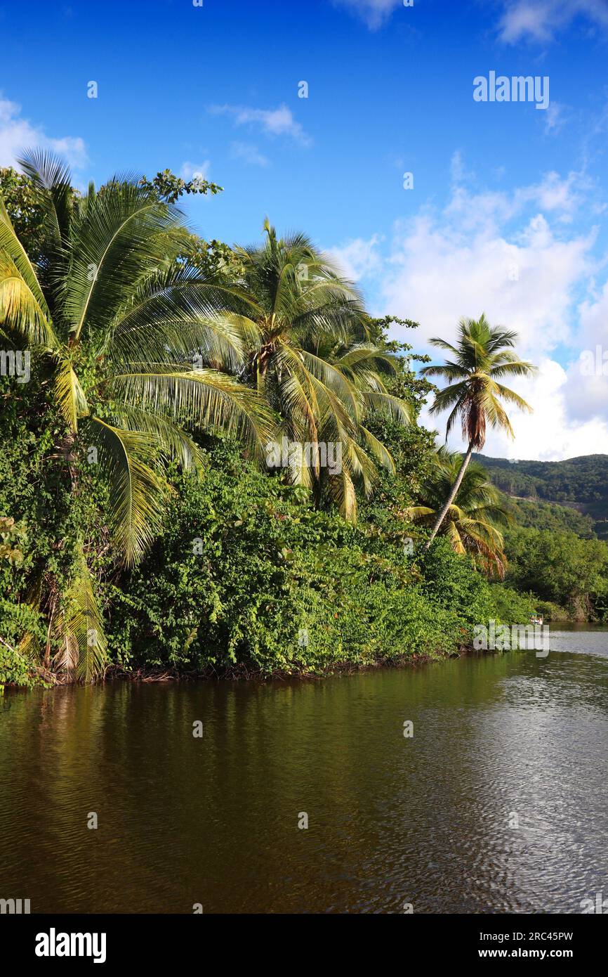 Guadeloupe landscape. Jungle lush vegetation and a lagoon at Basse ...