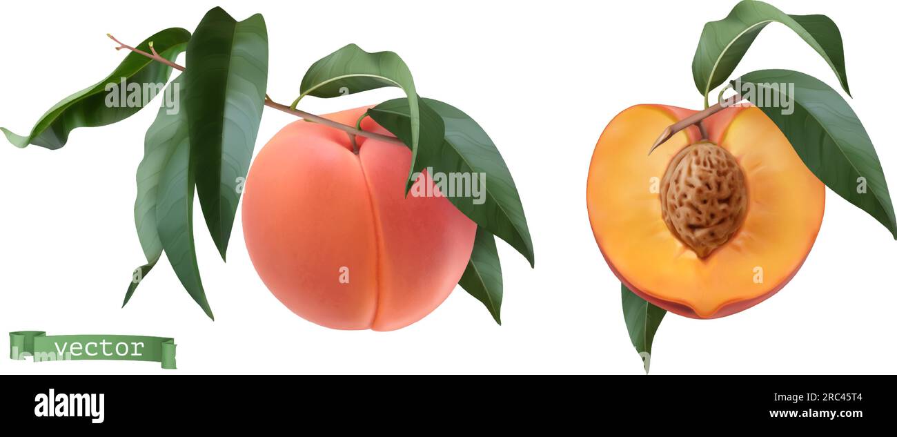 Peach tree illustration Stock Vector Images - Alamy