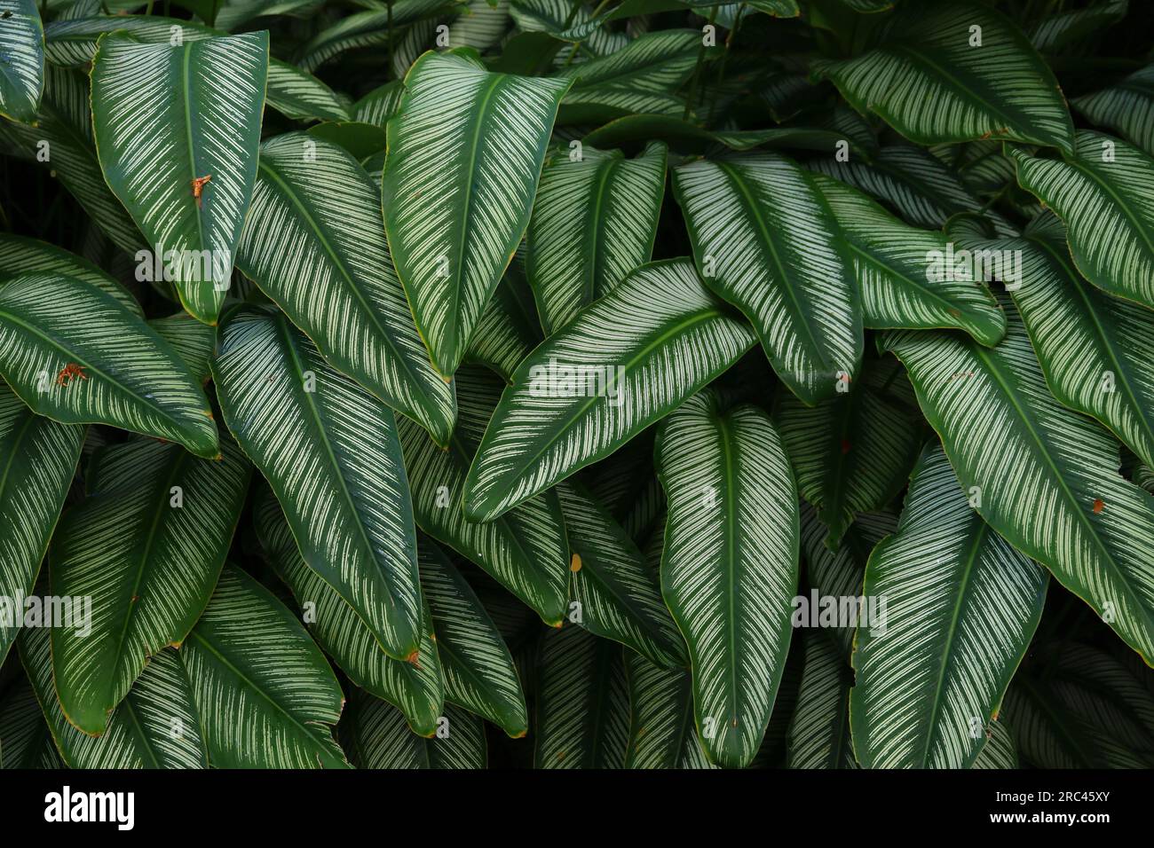 Tropical jungle plant leaves texture. Natural green texture at a botanical garden Stock Photo ...