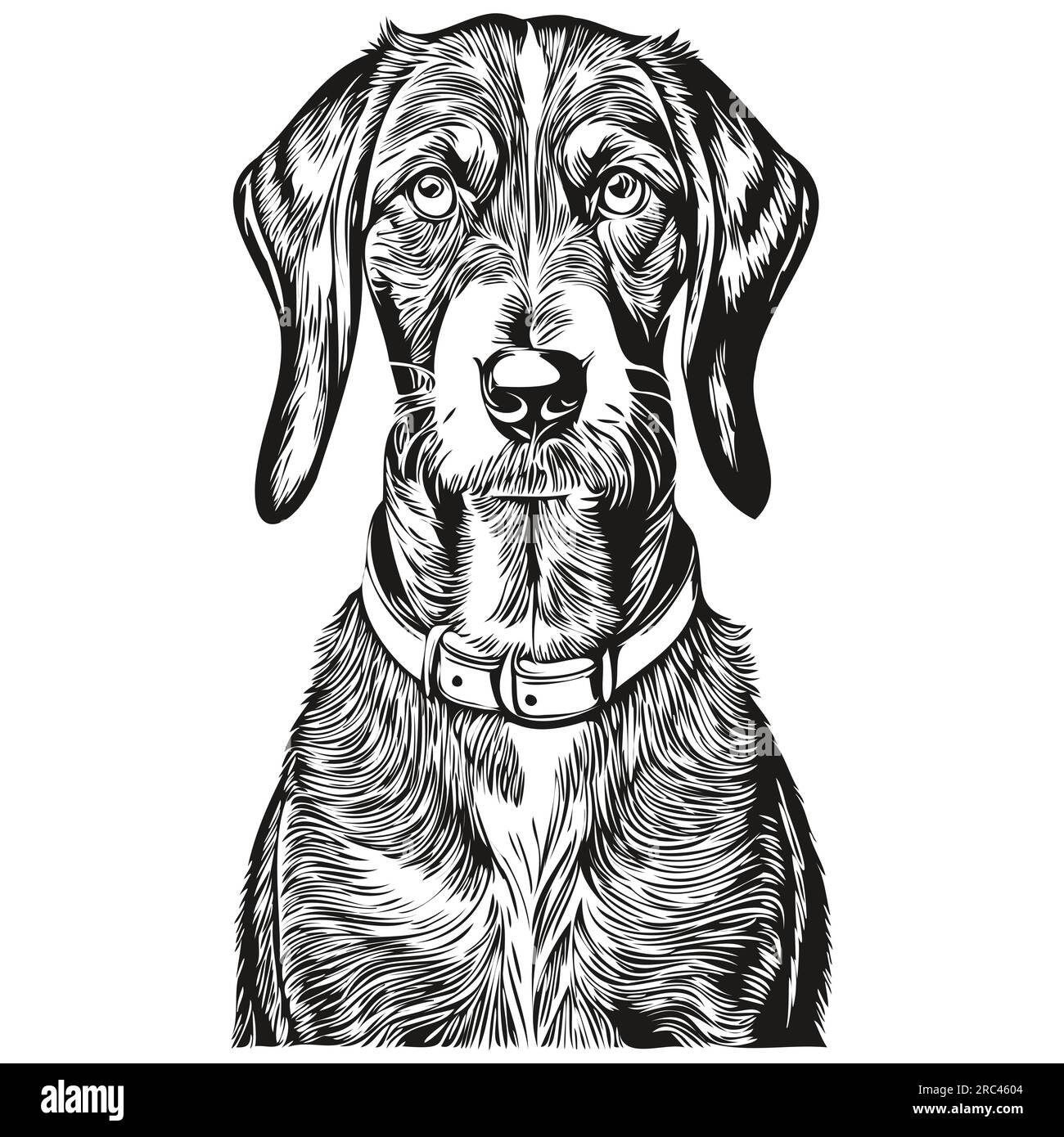 Bluetick Coonhound dog pet silhouette, animal line illustration hand ...