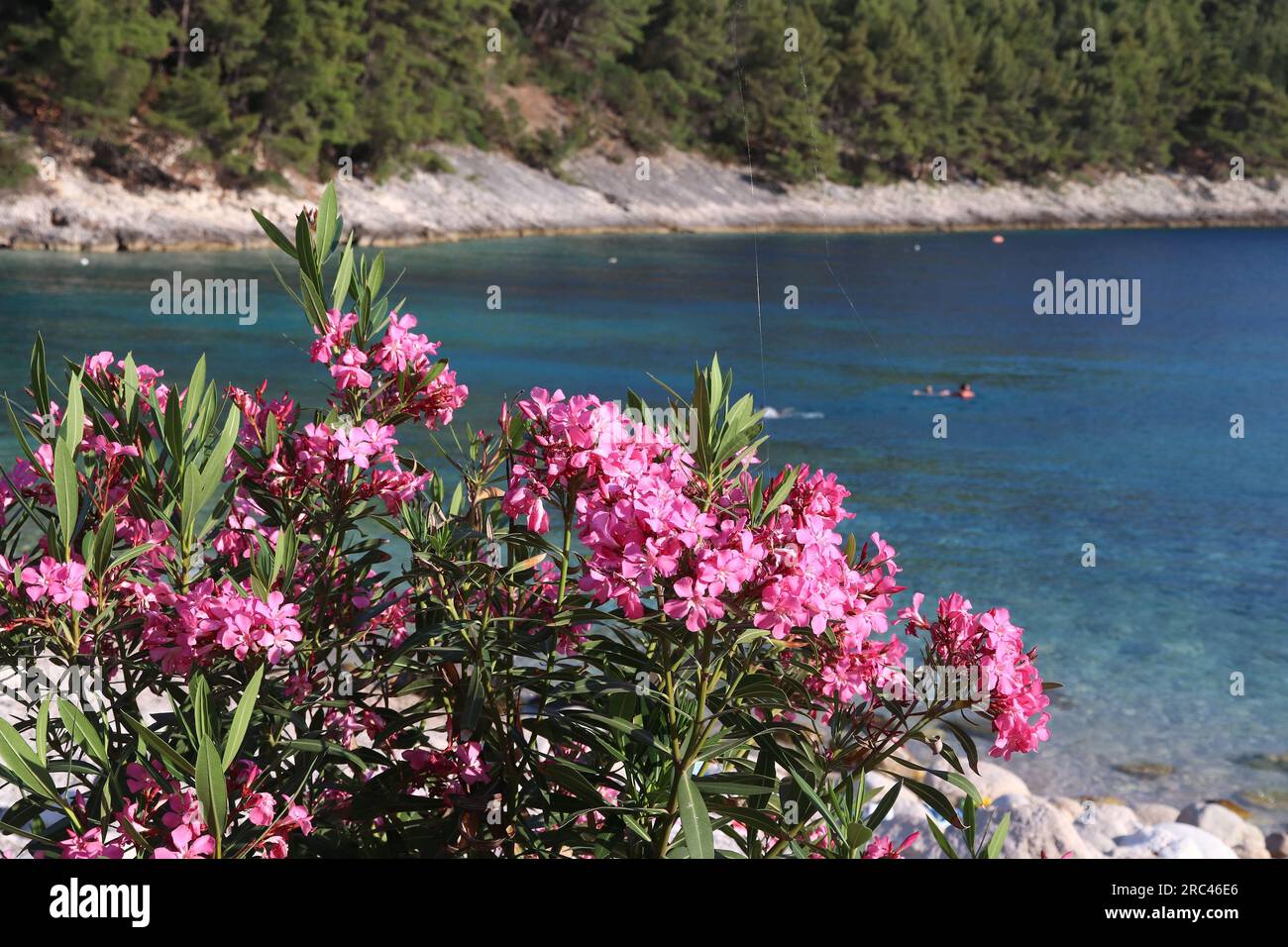 Korcula Island, Croatia. Oleander bush pink flowers at Pupnatska Luka ...