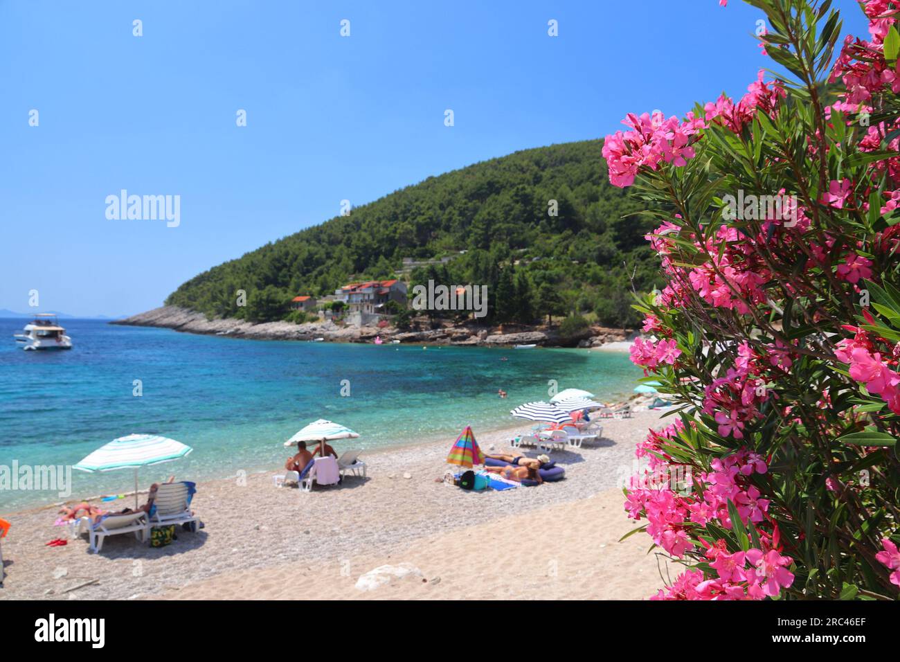 Korcula Island, Croatia. Oleander bush pink flowers at Pupnatska Luka ...