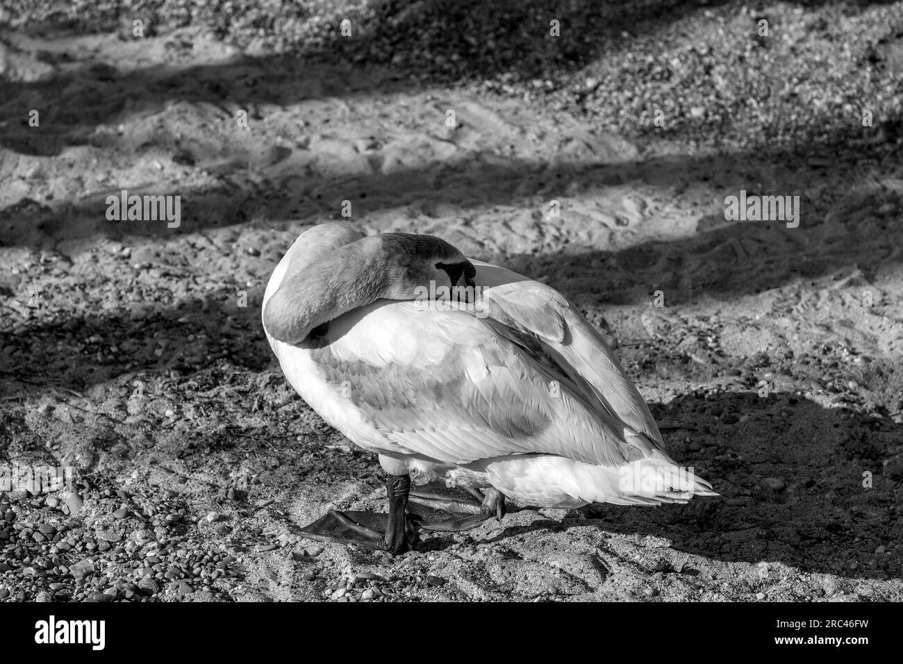 Scenic view of a white swan by the Geneva Lake in Geneva Harbor Stock ...