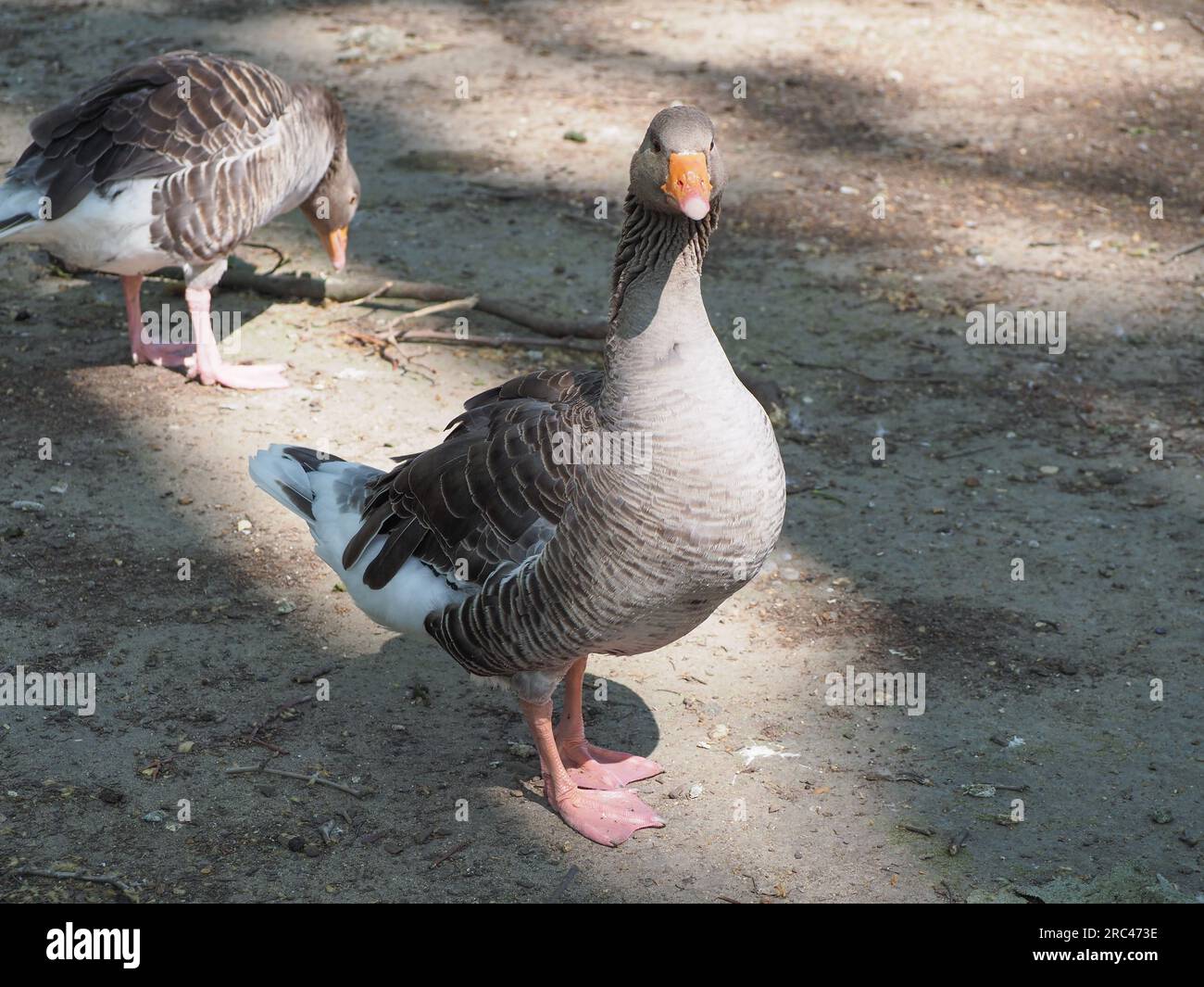Scientific name anser anser hi-res stock photography and images - Alamy