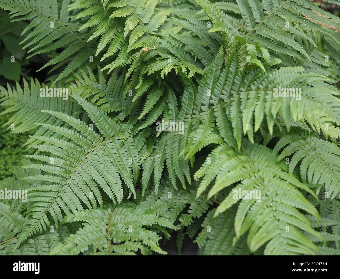 Plants classification hi-res stock photography and images - Alamy