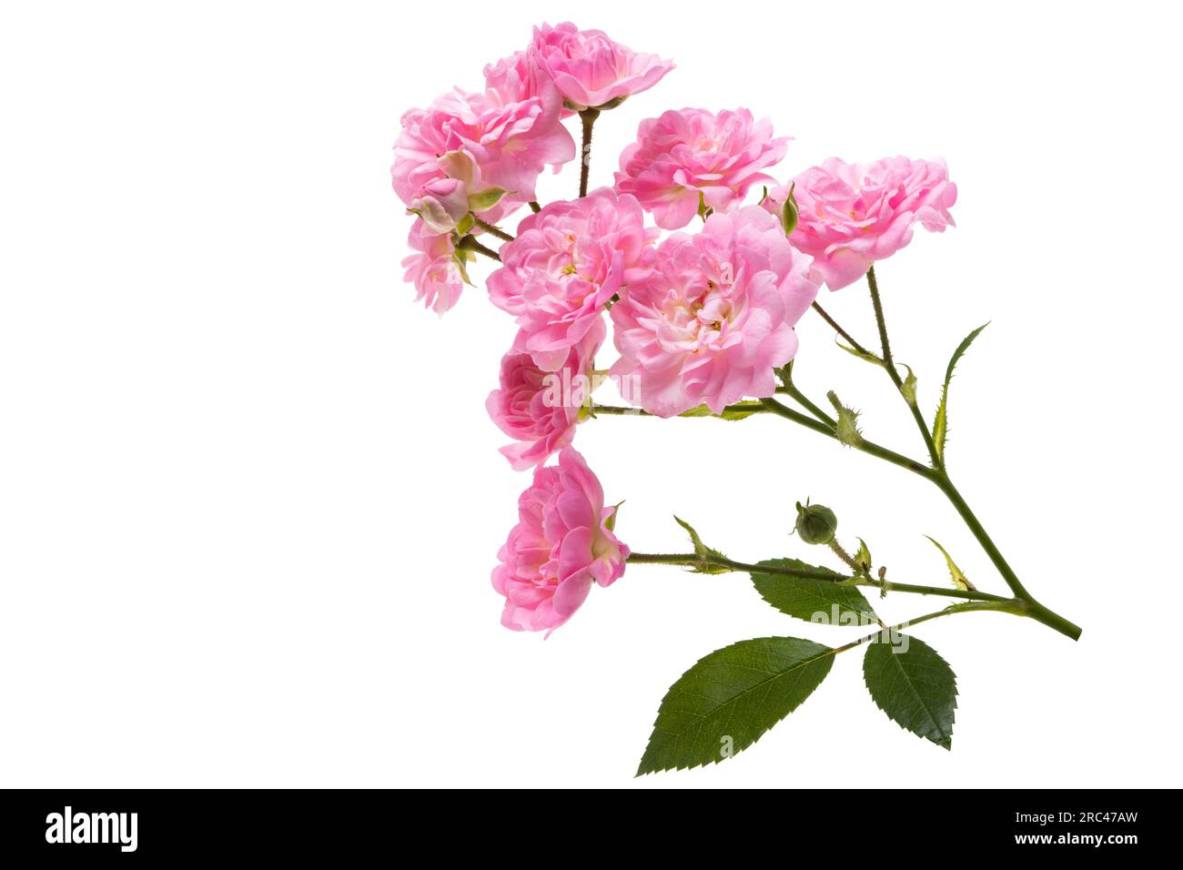 small pink rose isolated on white background Stock Photo - Alamy