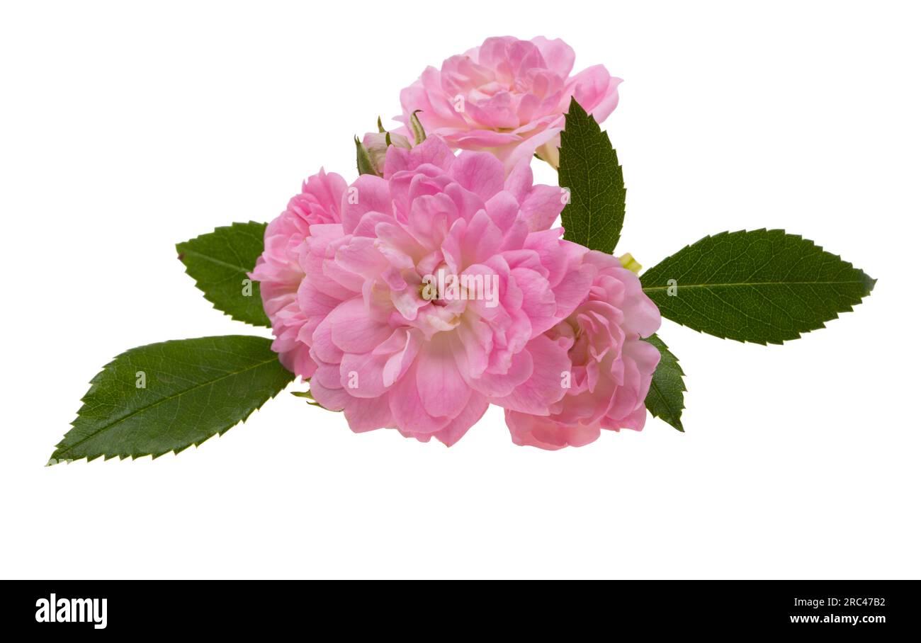 Small pink rose hi-res stock photography and images - Alamy