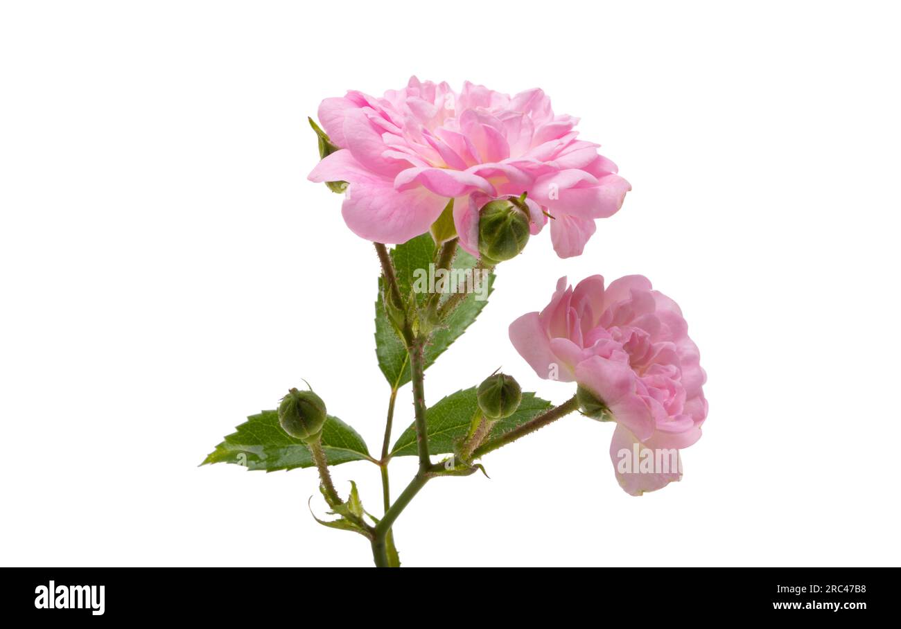 Small pink rose hi-res stock photography and images - Alamy