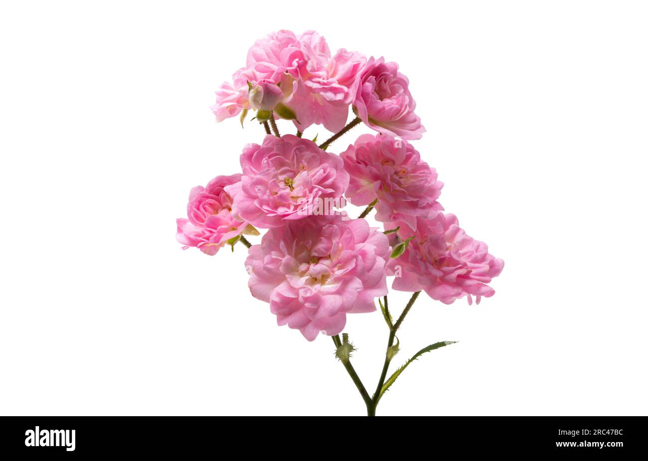 Small pink rose hi-res stock photography and images - Alamy