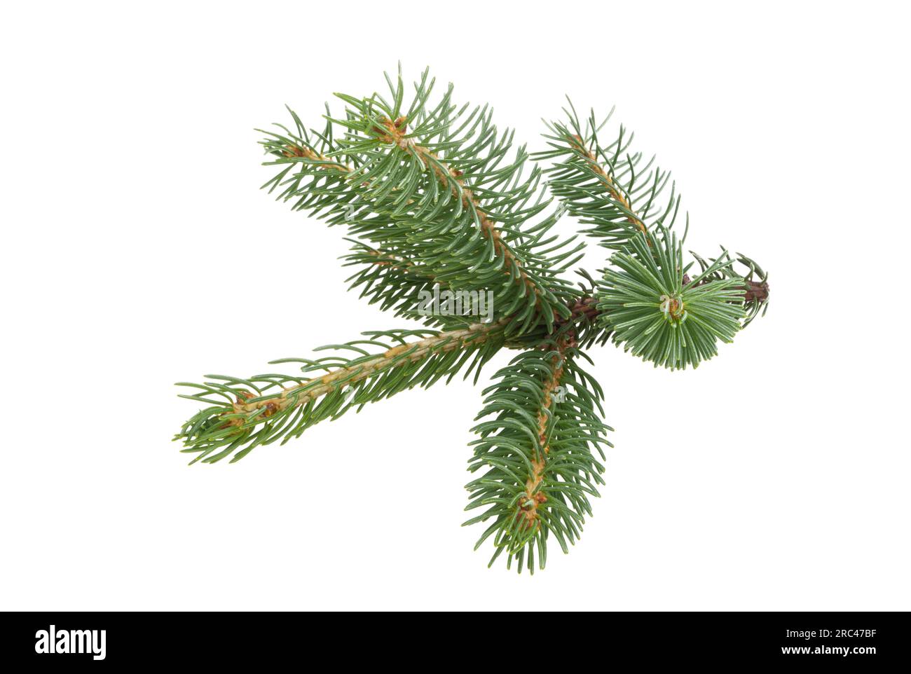 Lush spruce Cut Out Stock Images & Pictures - Alamy