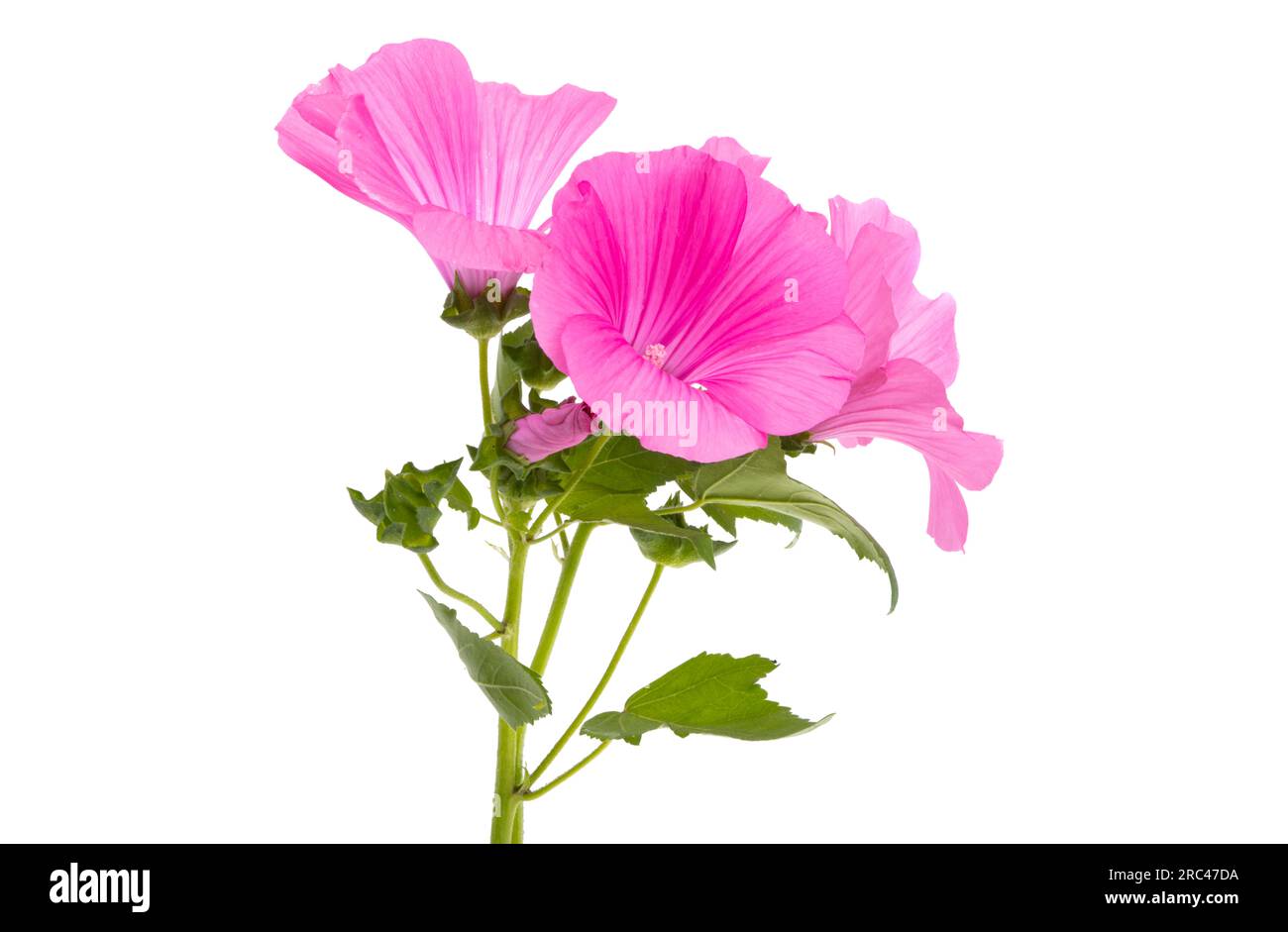 pink mallow isolated on white background Stock Photo - Alamy