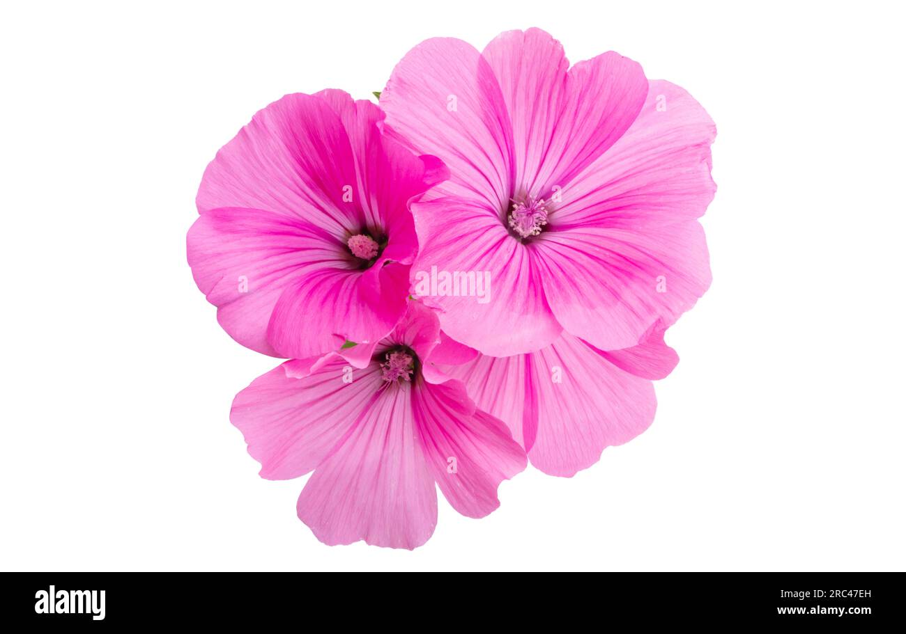 pink mallow isolated on white background Stock Photo - Alamy