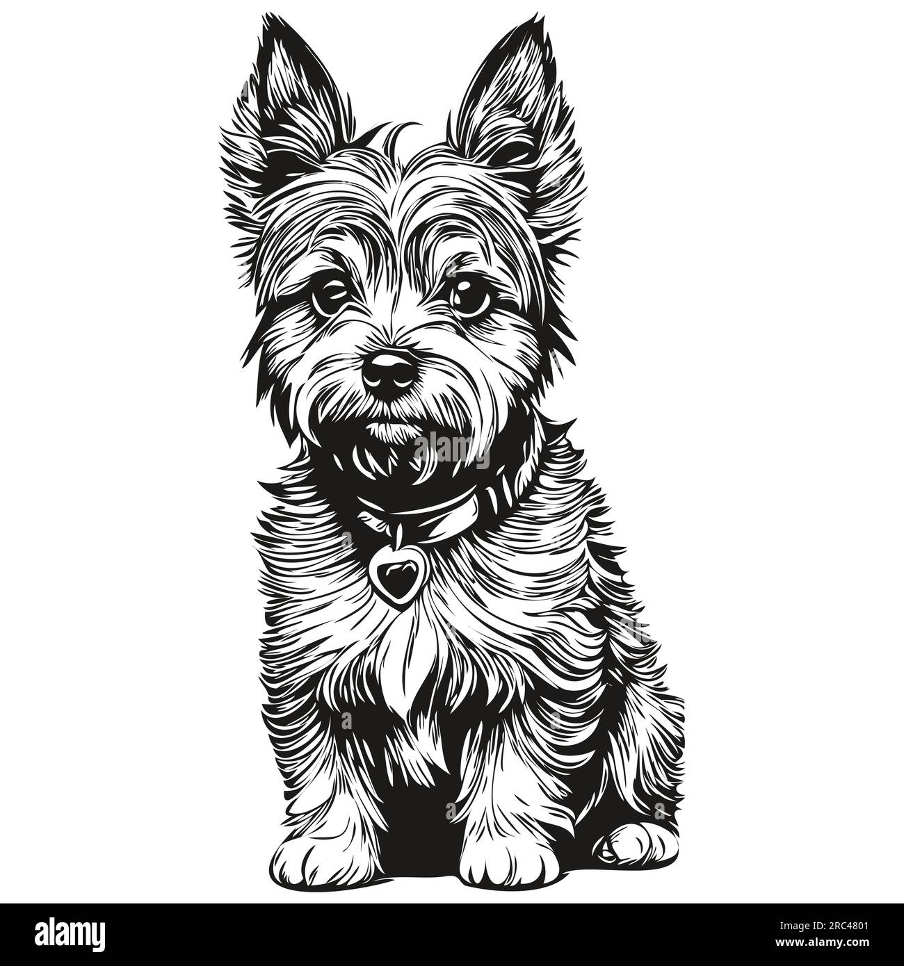 Cairn terrier illustration Cut Out Stock Images & Pictures - Alamy