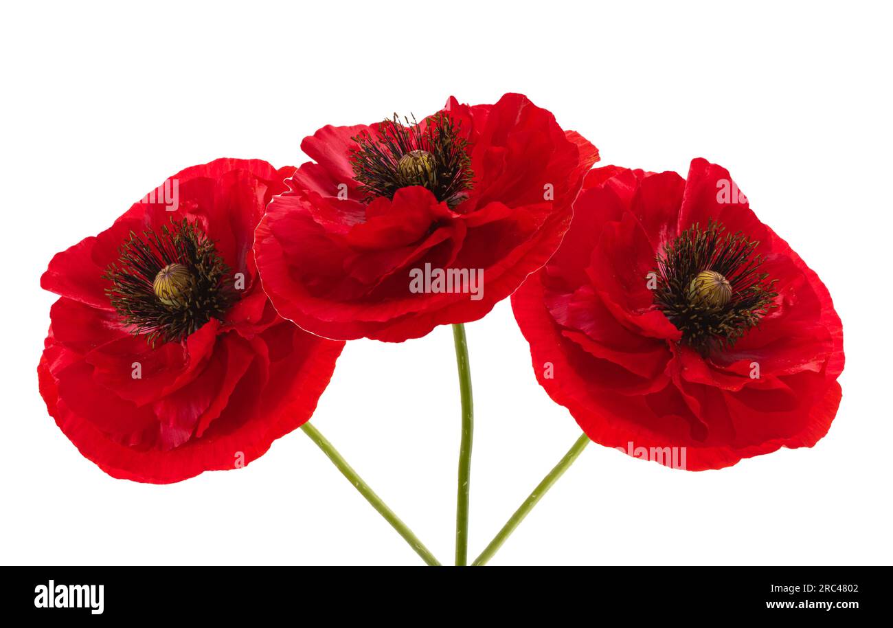 beautiful poppy isolated on white background Stock Photo - Alamy