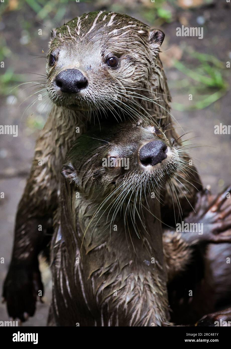 Eekholt, Germany. 12th July, 2023. Two otters look curiously out of ...