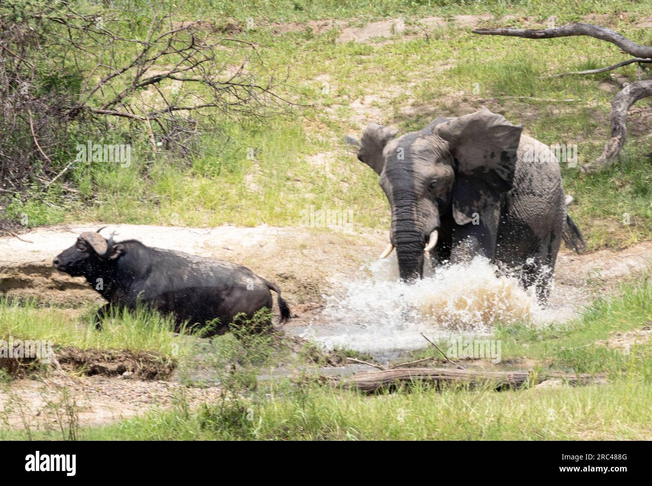 An elephant bull chases off a buffalo bull from his wallow. Elephant ...