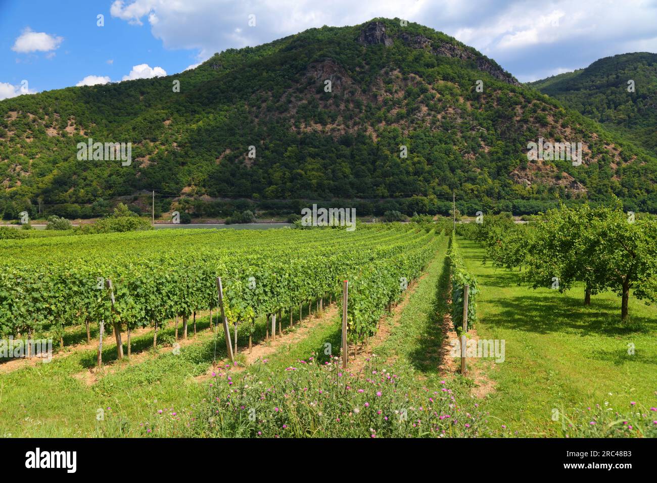 Austria landscape in Wachau wine region. Summer view of vineyards near ...