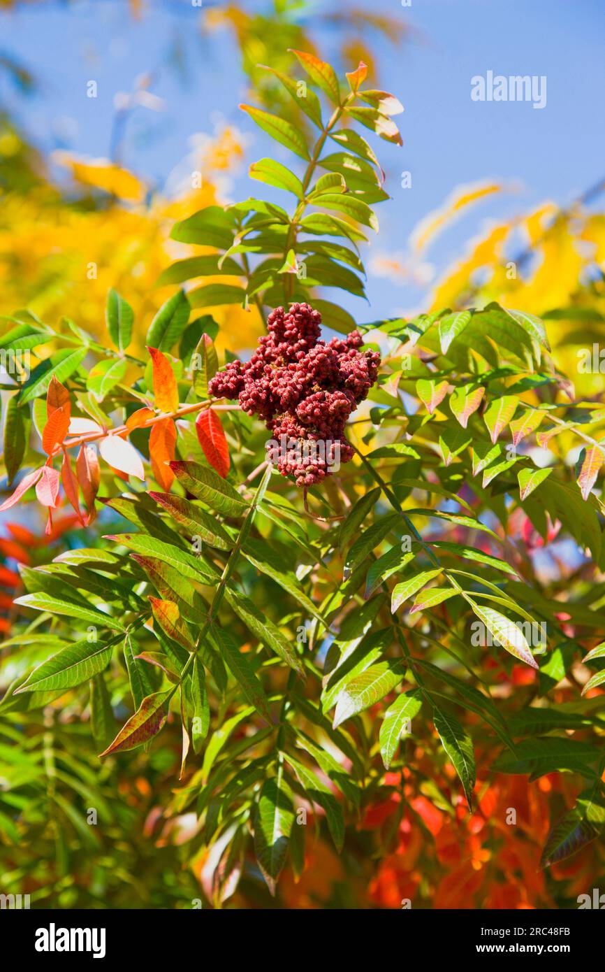 Winged sumac, Rhus copallinum, drupes of red fruit berries on leafy ...