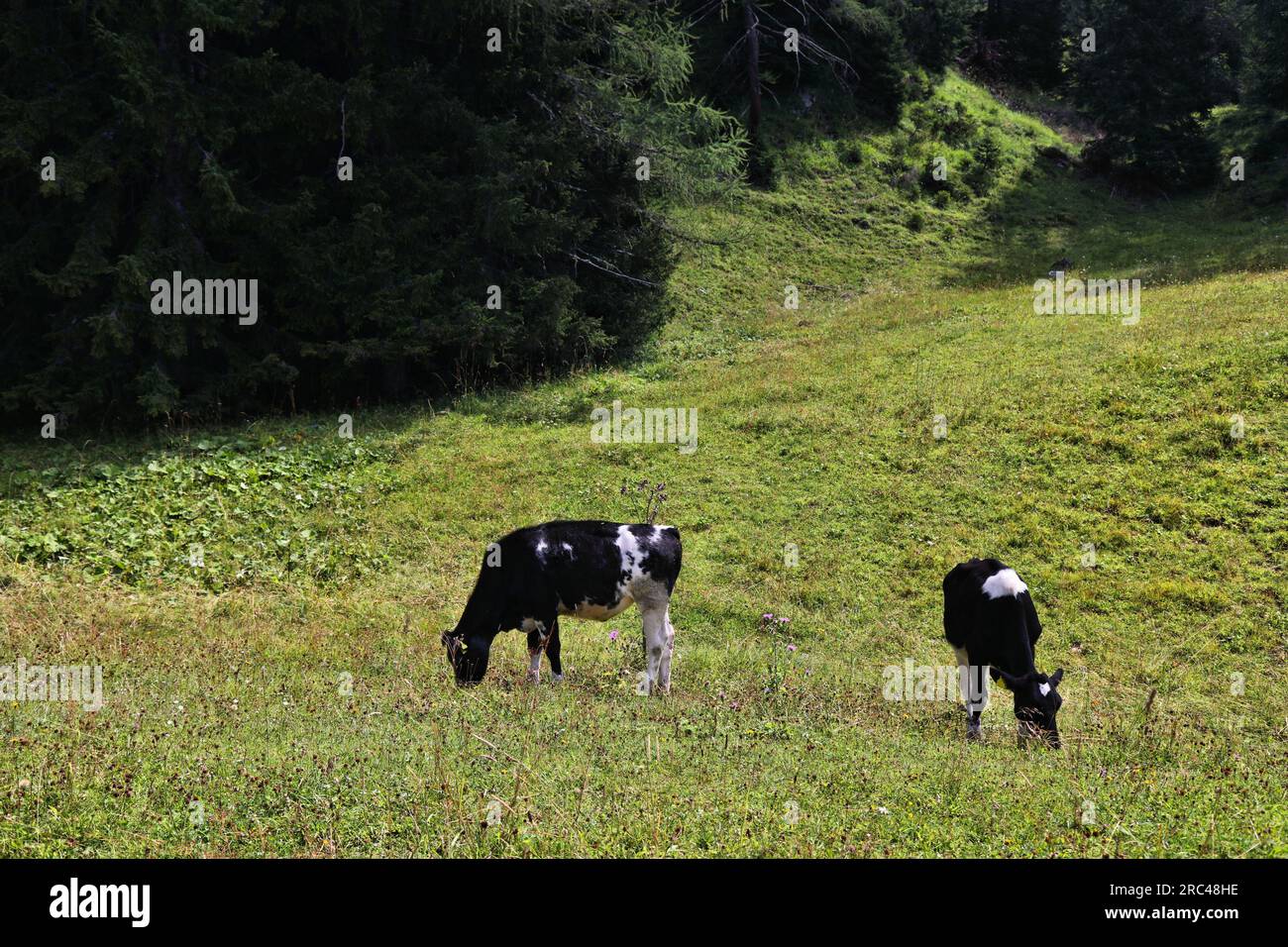 German Black Pied cattle (Deutsche schwarzbunte) cattle breed in ...