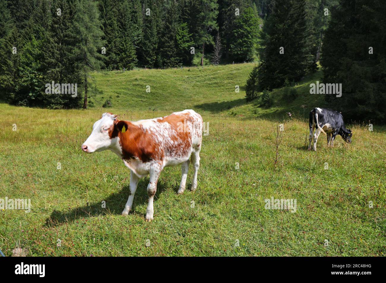 Hinterwalder and German Black Pied cattle (Deutsche schwarzbunte ...