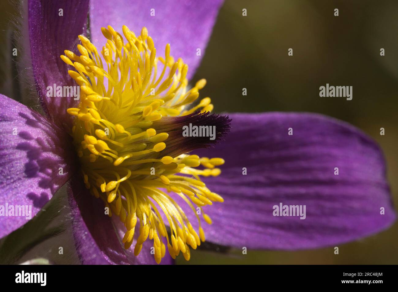 Indigenous medicinal plants hi-res stock photography and images - Alamy