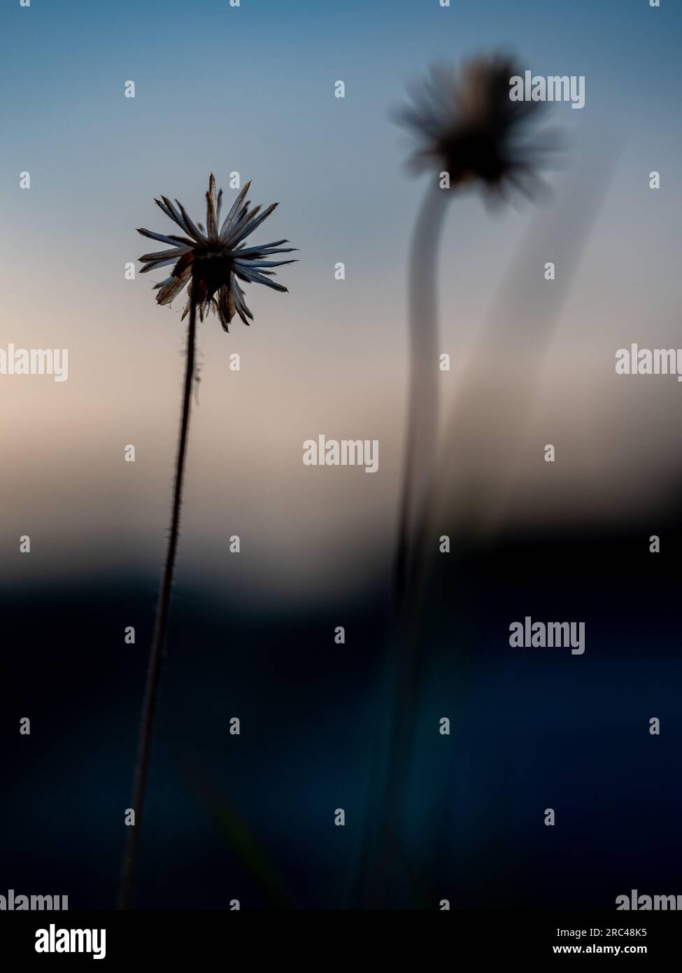 Close-up shot the seed of a Tridax Daisy flower when withering Stock ...