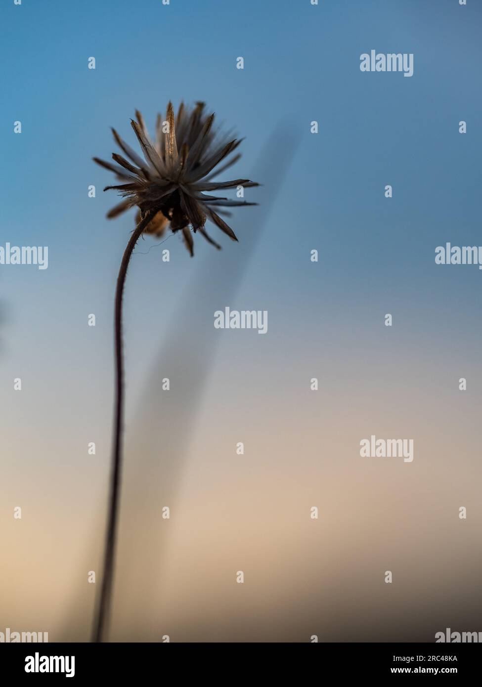 Close-up shot the seed of a Tridax Daisy flower when withering Stock ...