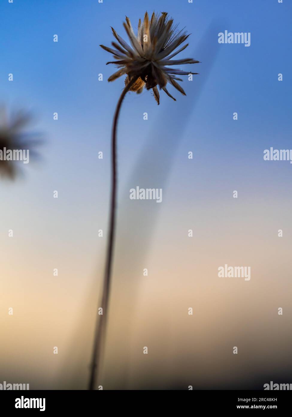 Close-up shot the seed of a Tridax Daisy flower when withering Stock ...