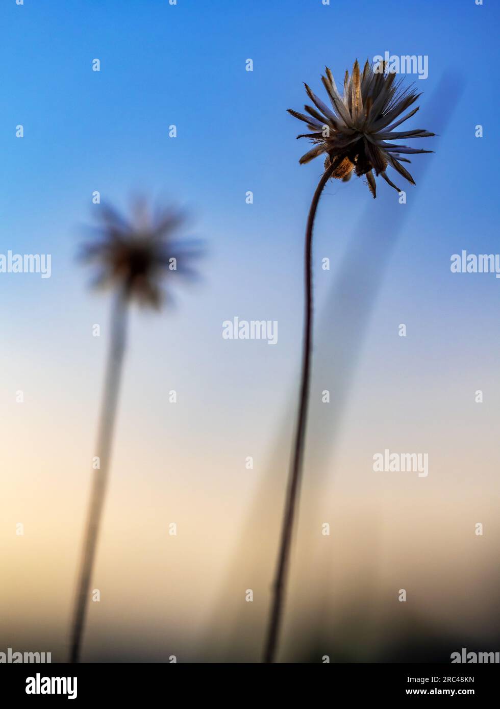 Siam weed flower hi-res stock photography and images - Alamy