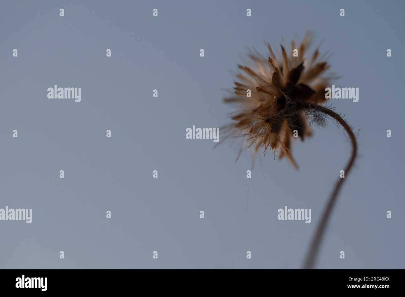 Close-up shot the seed of a Tridax Daisy flower when withering Stock ...